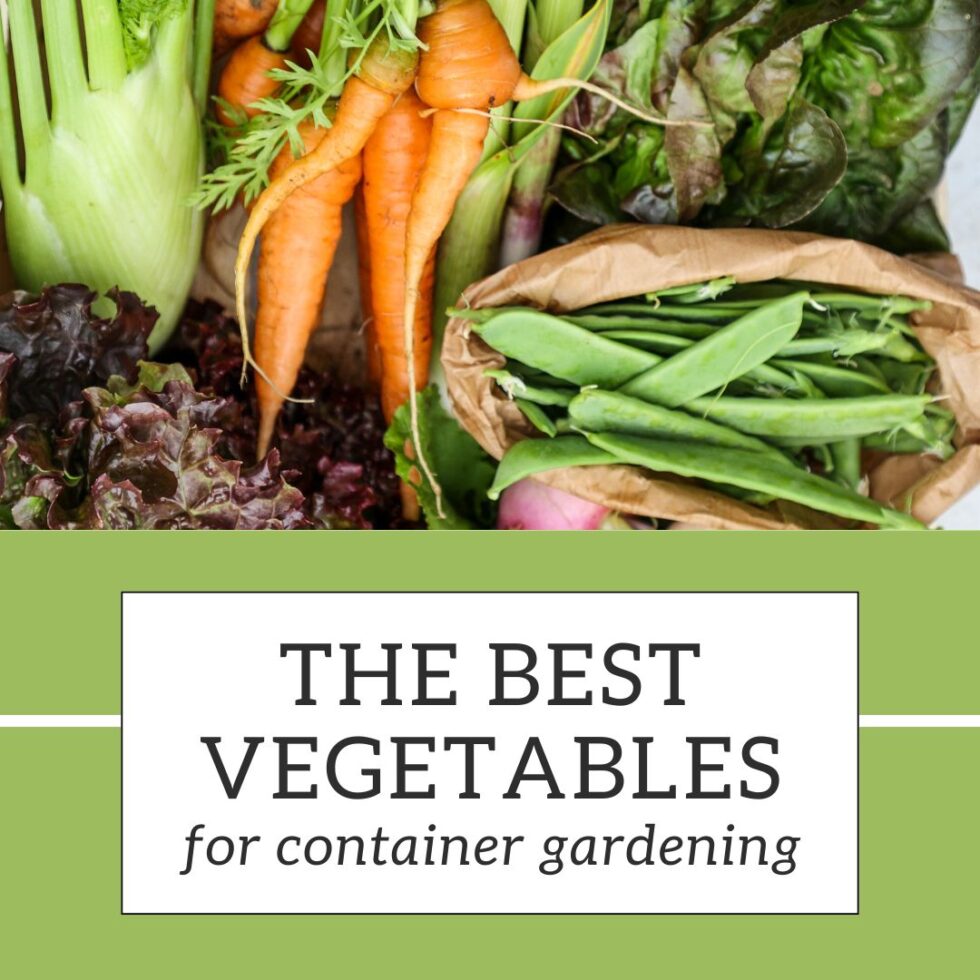 The Best Vegetables for Container Gardening