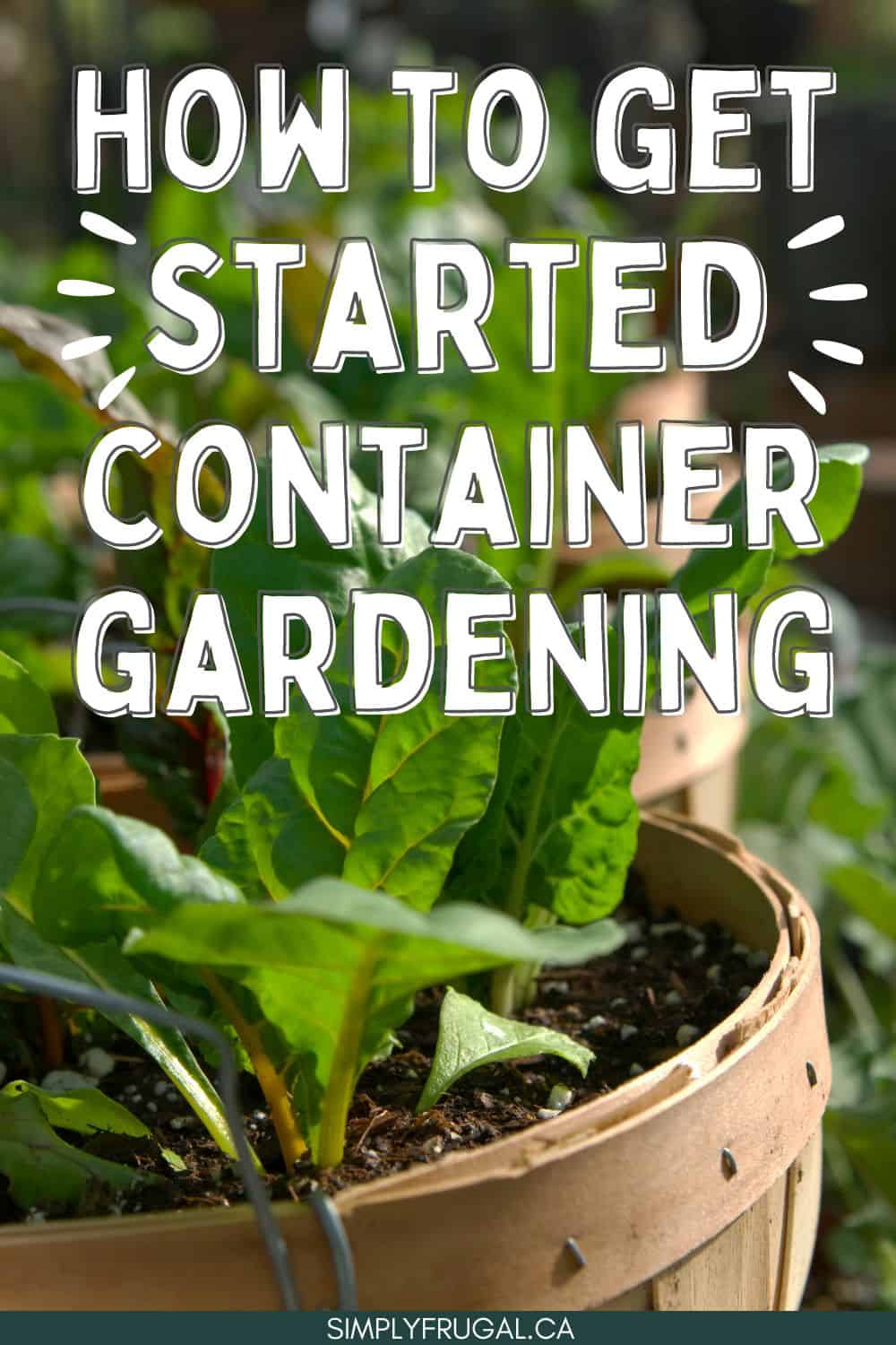 Container Gardening for Beginners: 7 Tips